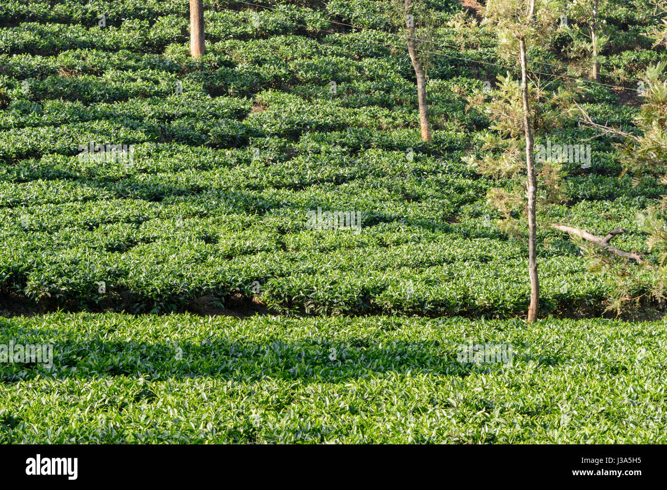 Tea plantation at Parisons Plantation Estate, Thalappuzha, Wayanad ...