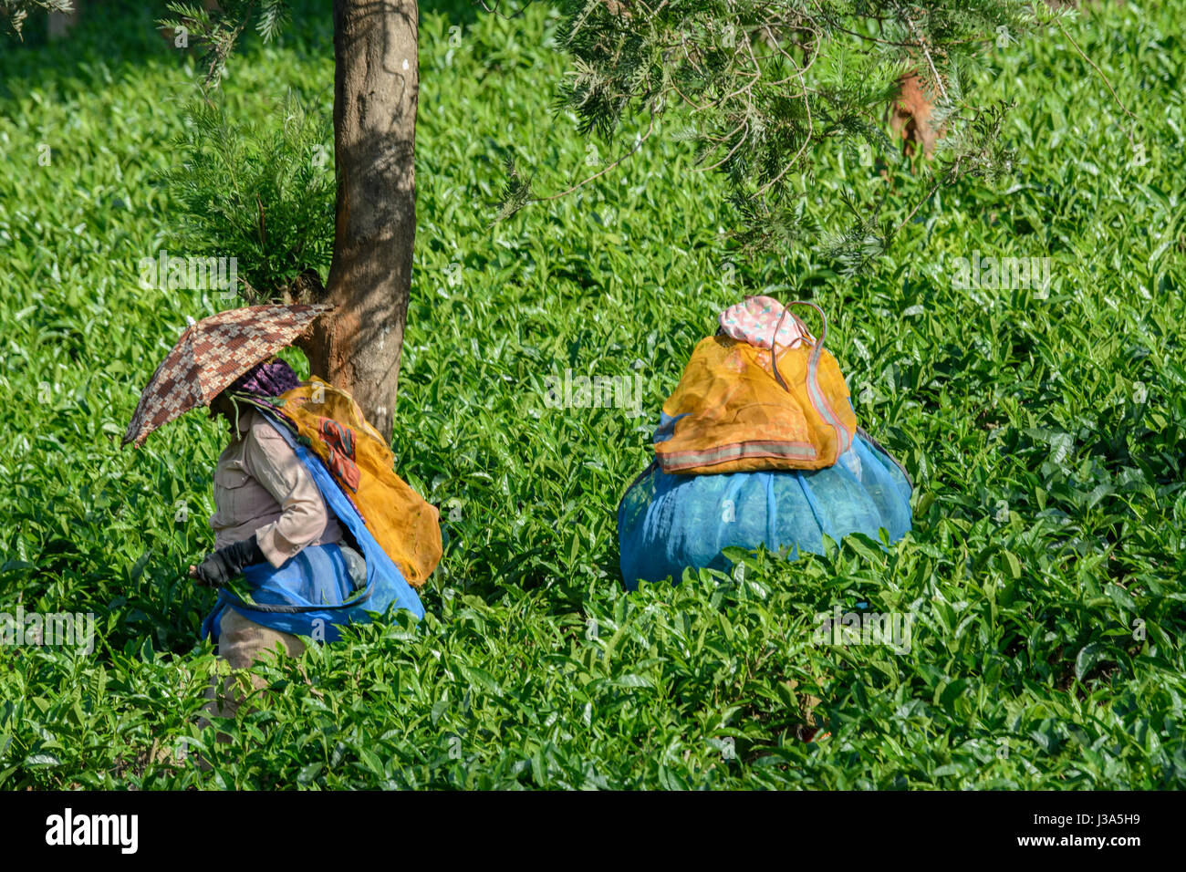Tamil women picking tea at Parisons Tea Plantation Estate, Thalappuzha ...