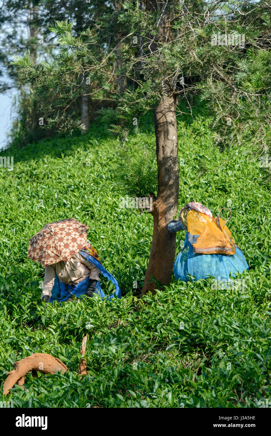 Tamil women picking tea at Parisons Tea Plantation Estate, Thalappuzha ...