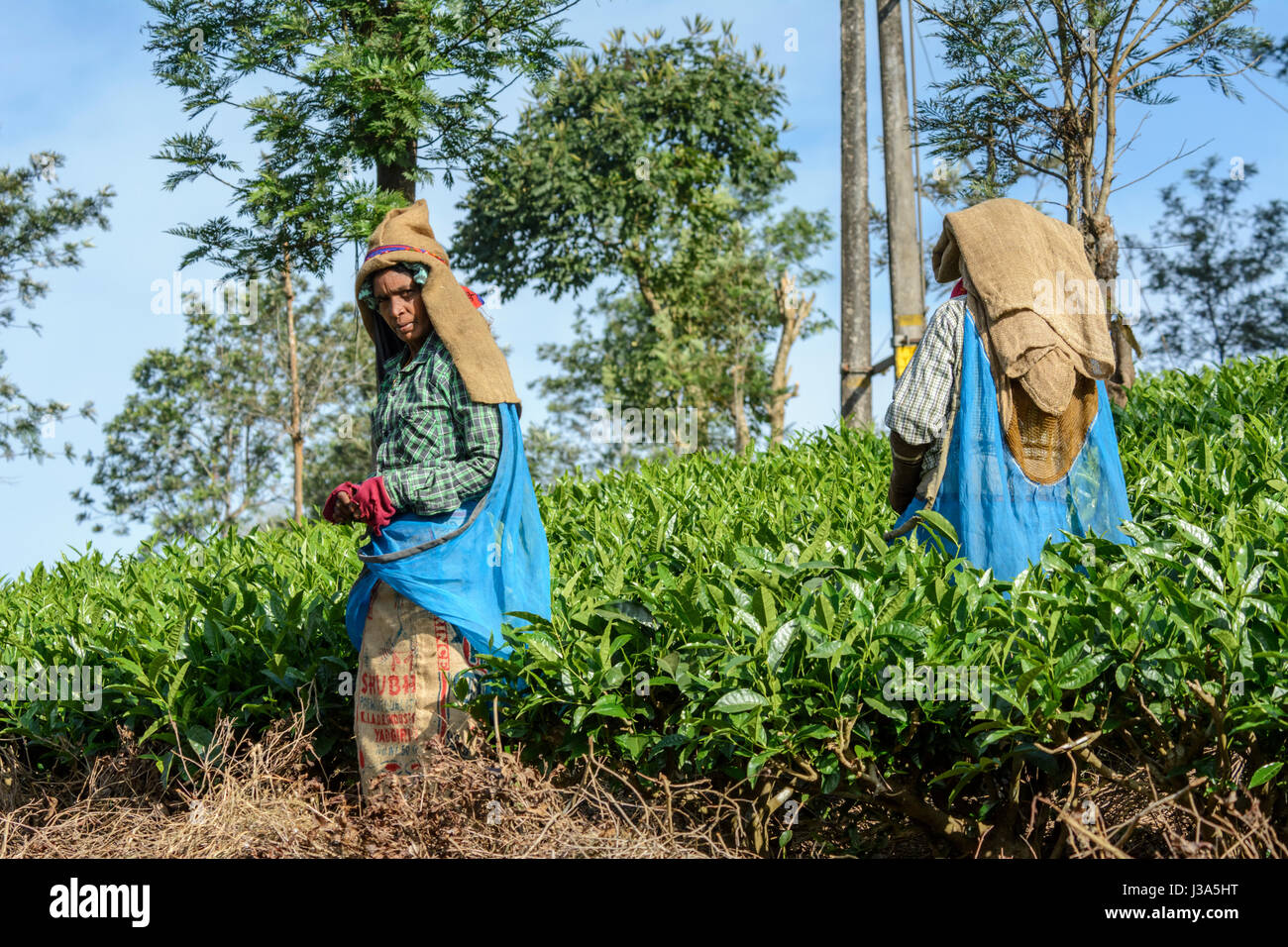 Tamil women picking tea at Parisons Tea Plantation Estate, Thalappuzha ...