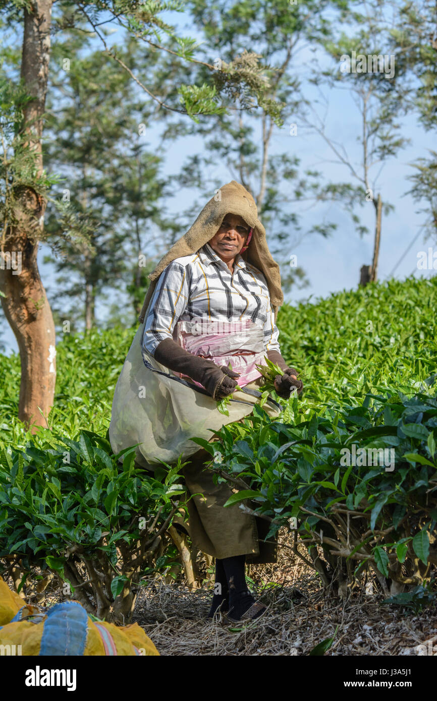 Tamil women picking tea at Parisons Tea Plantation Estate, Thalappuzha ...
