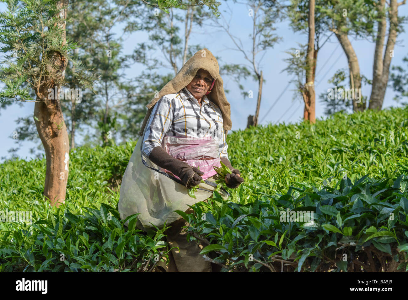 Tamil women picking tea at Parisons Tea Plantation Estate, Thalappuzha ...