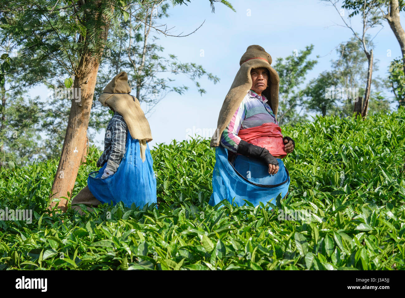 Tamil women picking tea at Parisons Tea Plantation Estate, Thalappuzha ...
