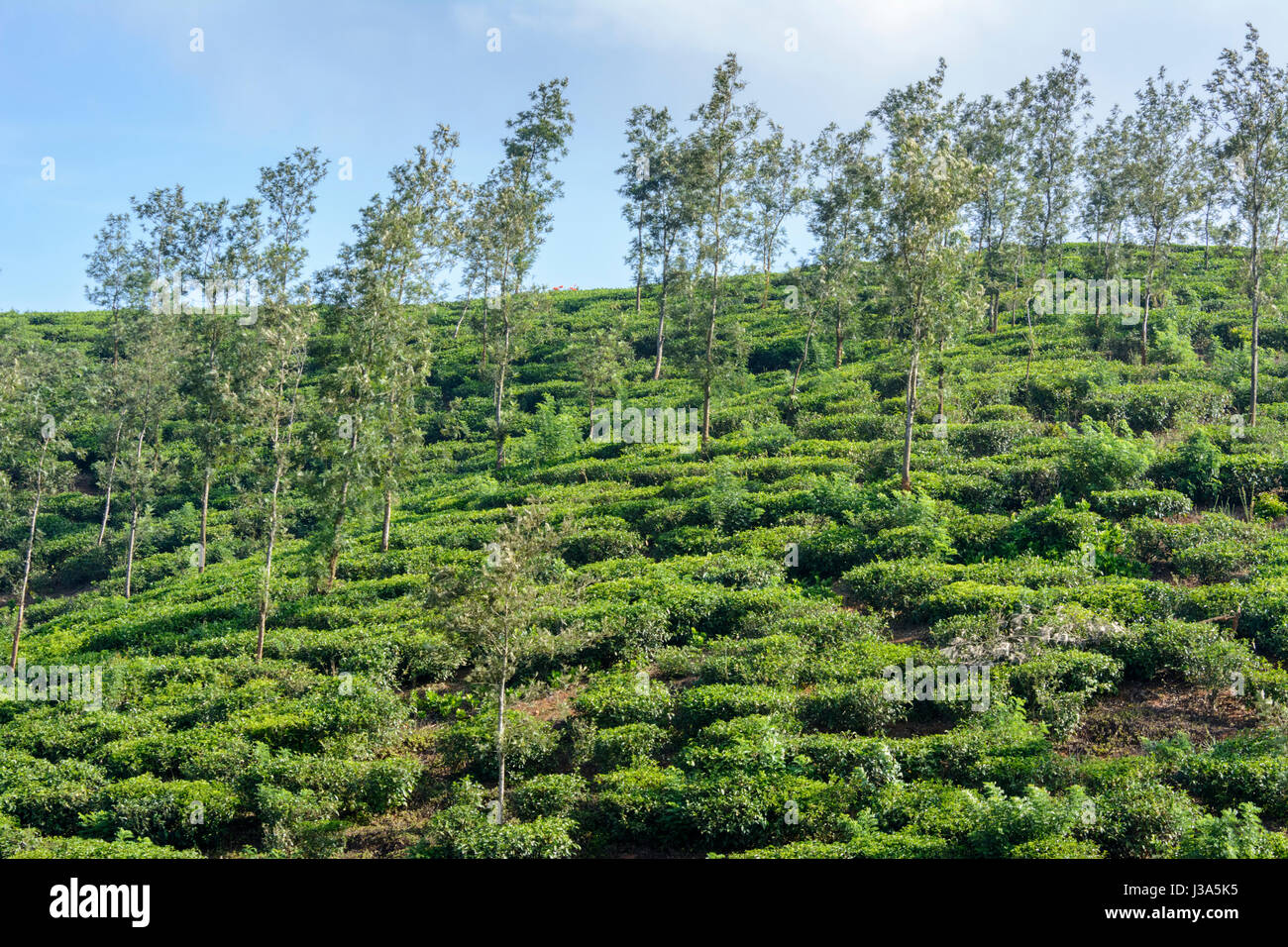 Tea plantation at Parisons Plantation Estate, Thalappuzha, Wayanad ...