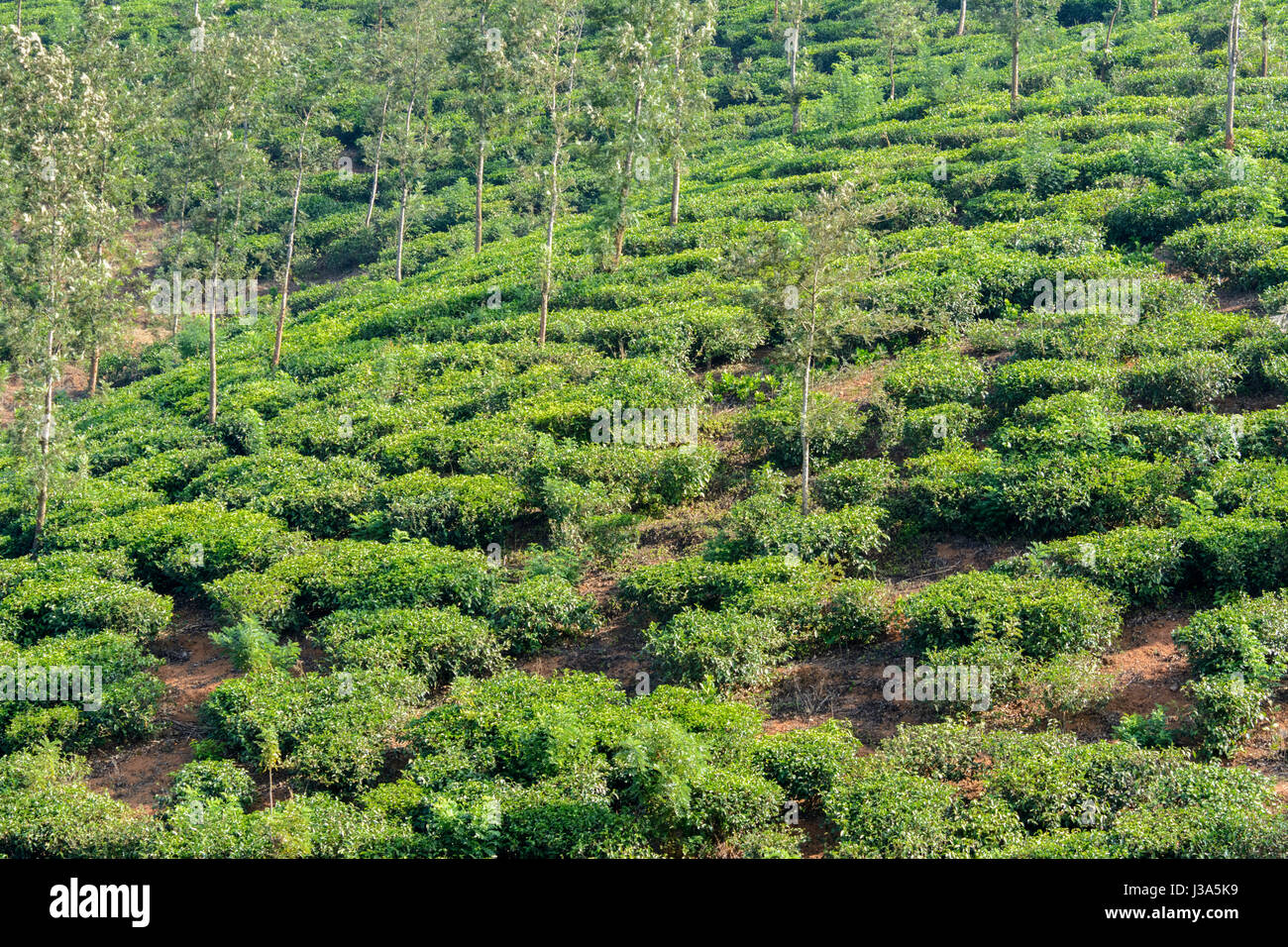 Wayanad plantations hi-res stock photography and images - Alamy