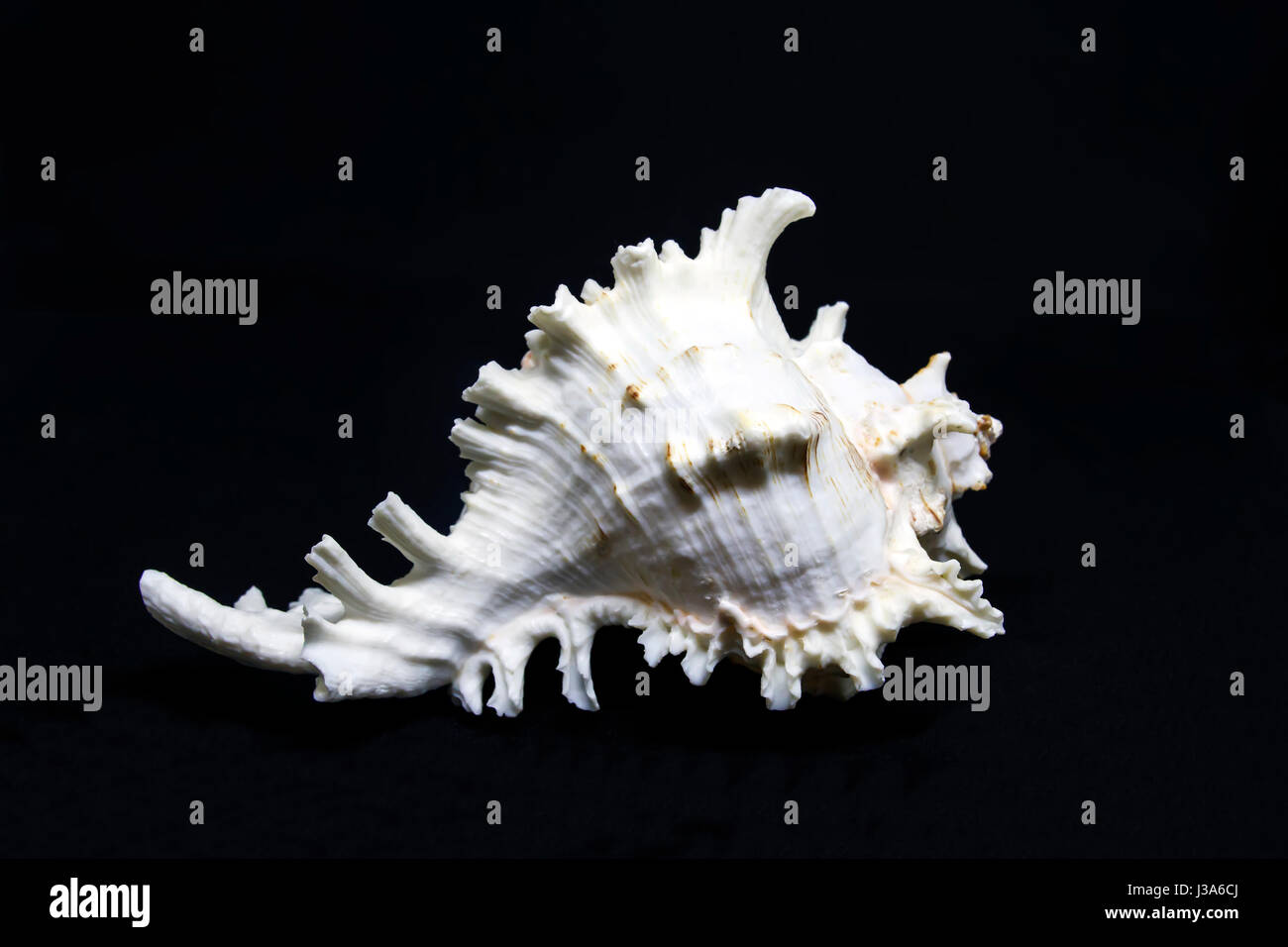 White sea shell on blank background black Stock Photo - Alamy