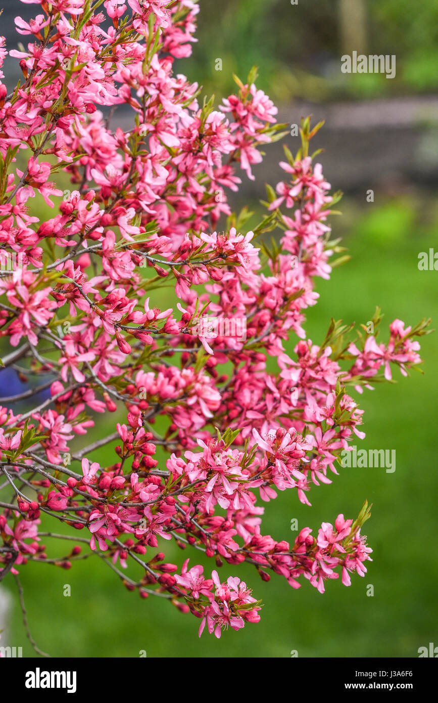 Blooming pink flower almond dwarf in garden, spring time Stock Photo ...