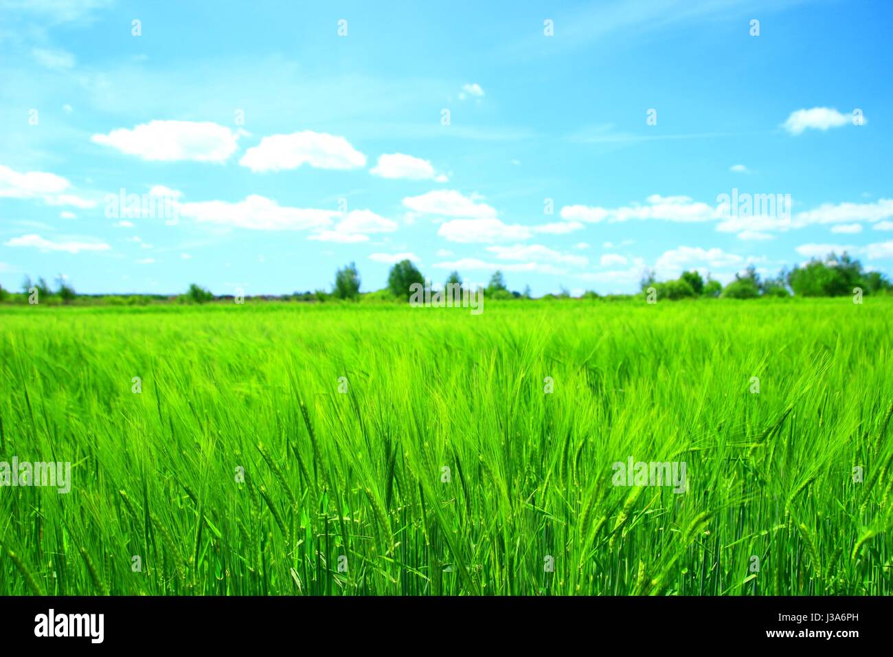 Cultivation land green forest in hi-res stock photography and images ...
