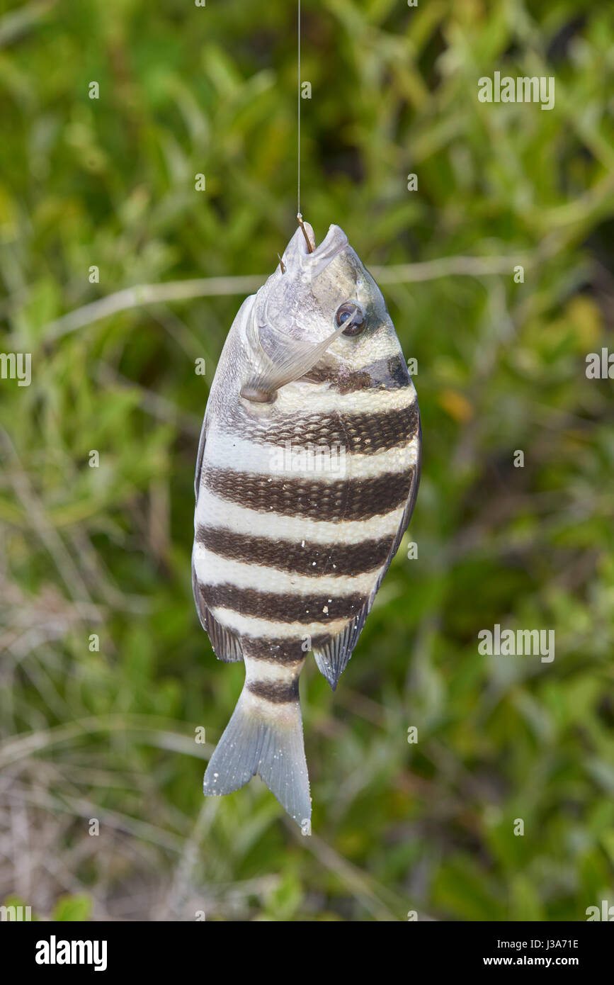 Sheepshead fish hi-res stock photography and images - Alamy