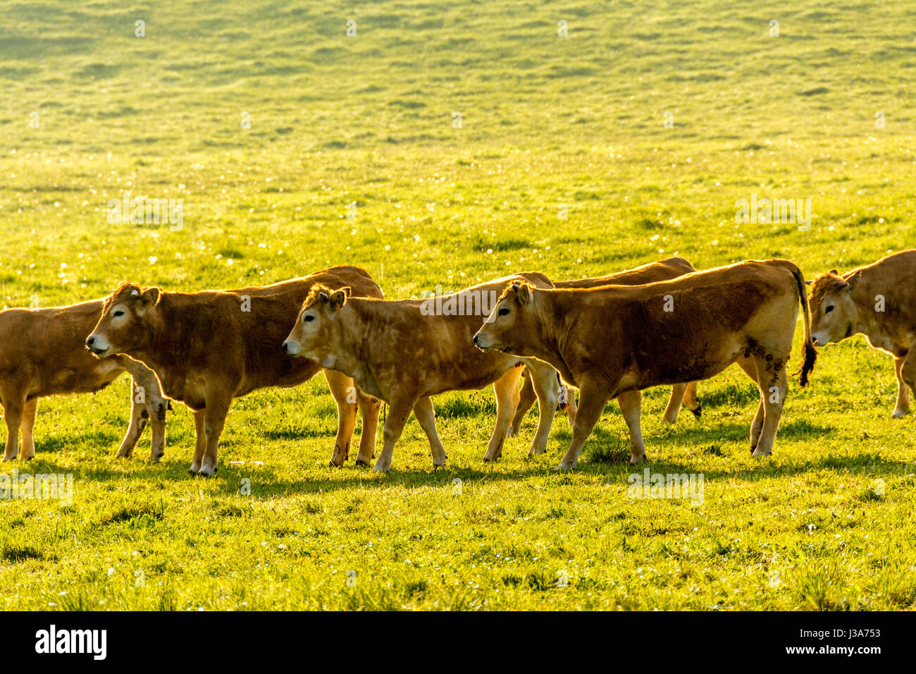 Calves Aubrac. Aveyron. Frane Stock Photo - Alamy