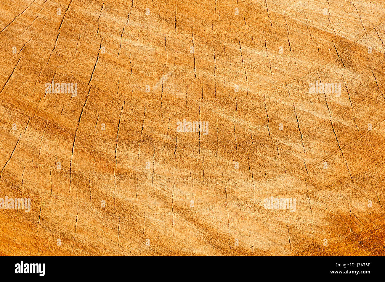 Texture of tree stump for your background Stock Photo - Alamy