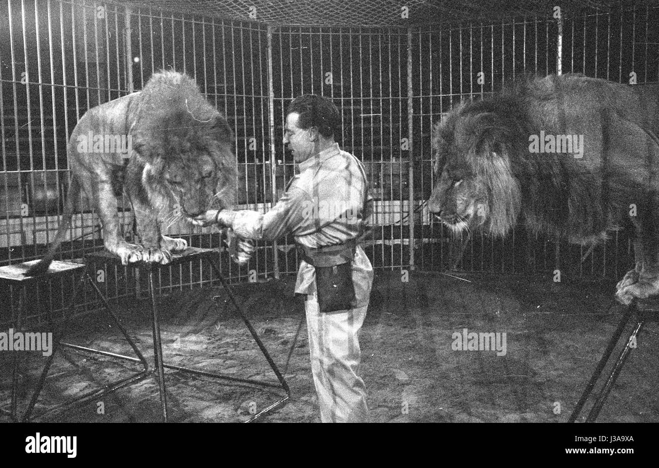 Lion tamer and circus director Karl Rebernigg, 1954 Stock Photo - Alamy