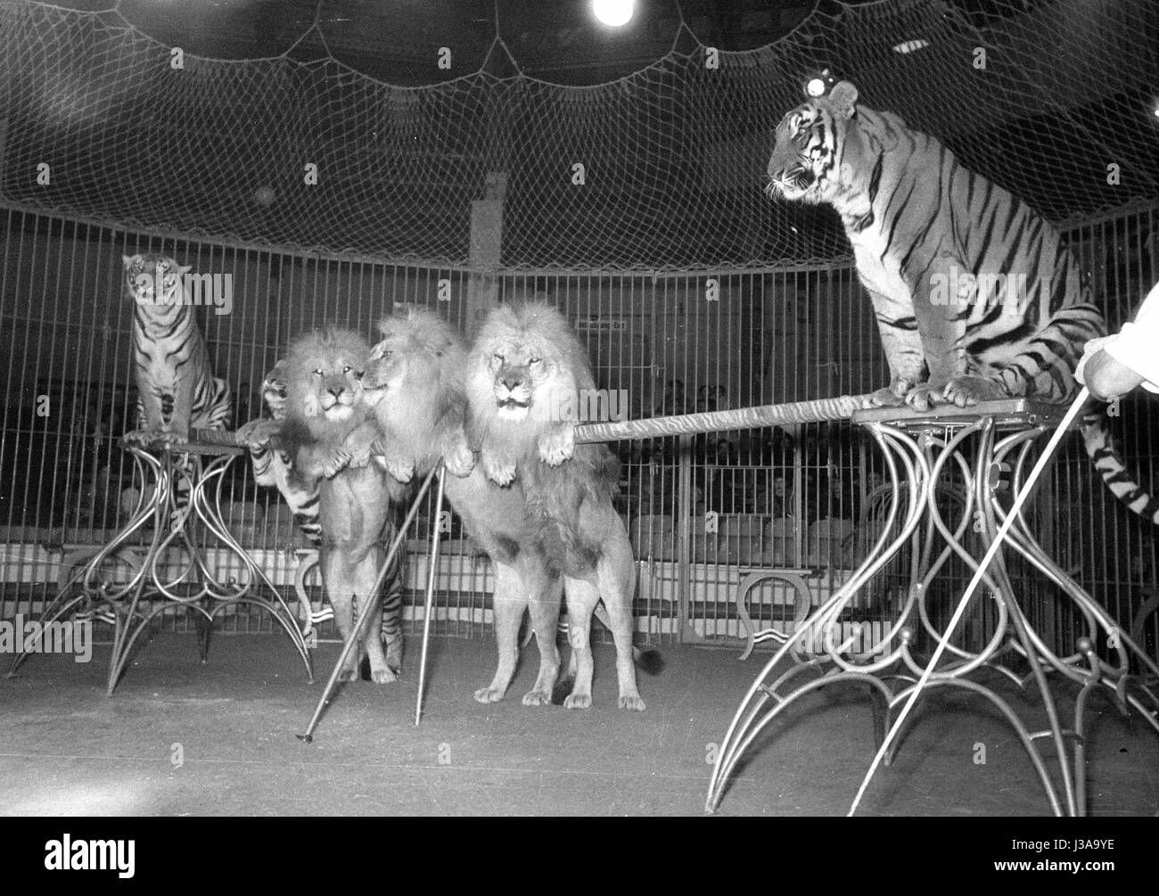 Circus Cage High Resolution Stock Photography and Images - Alamy