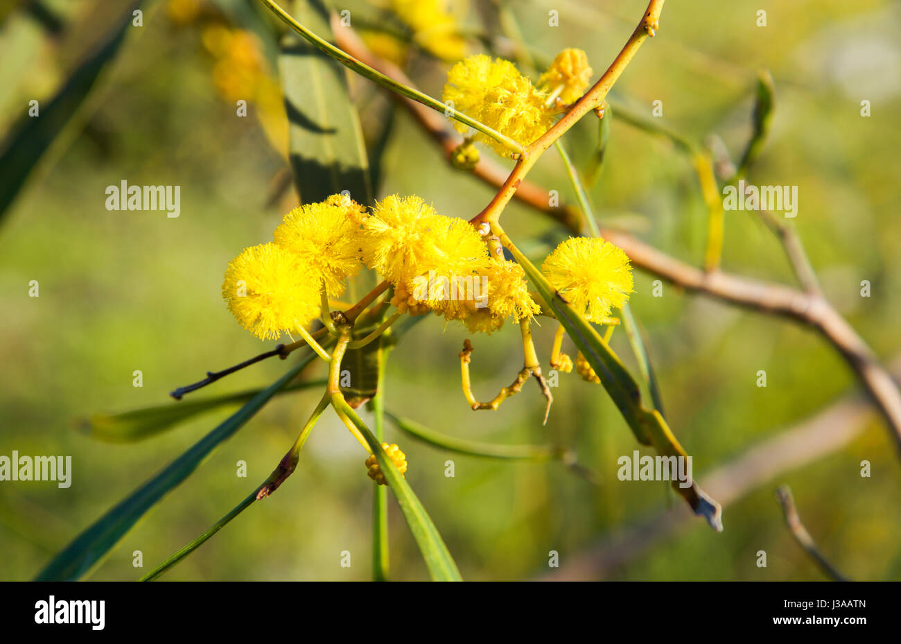 Closeup of golden wattle, acacia, growing uncultivated in the natural ...