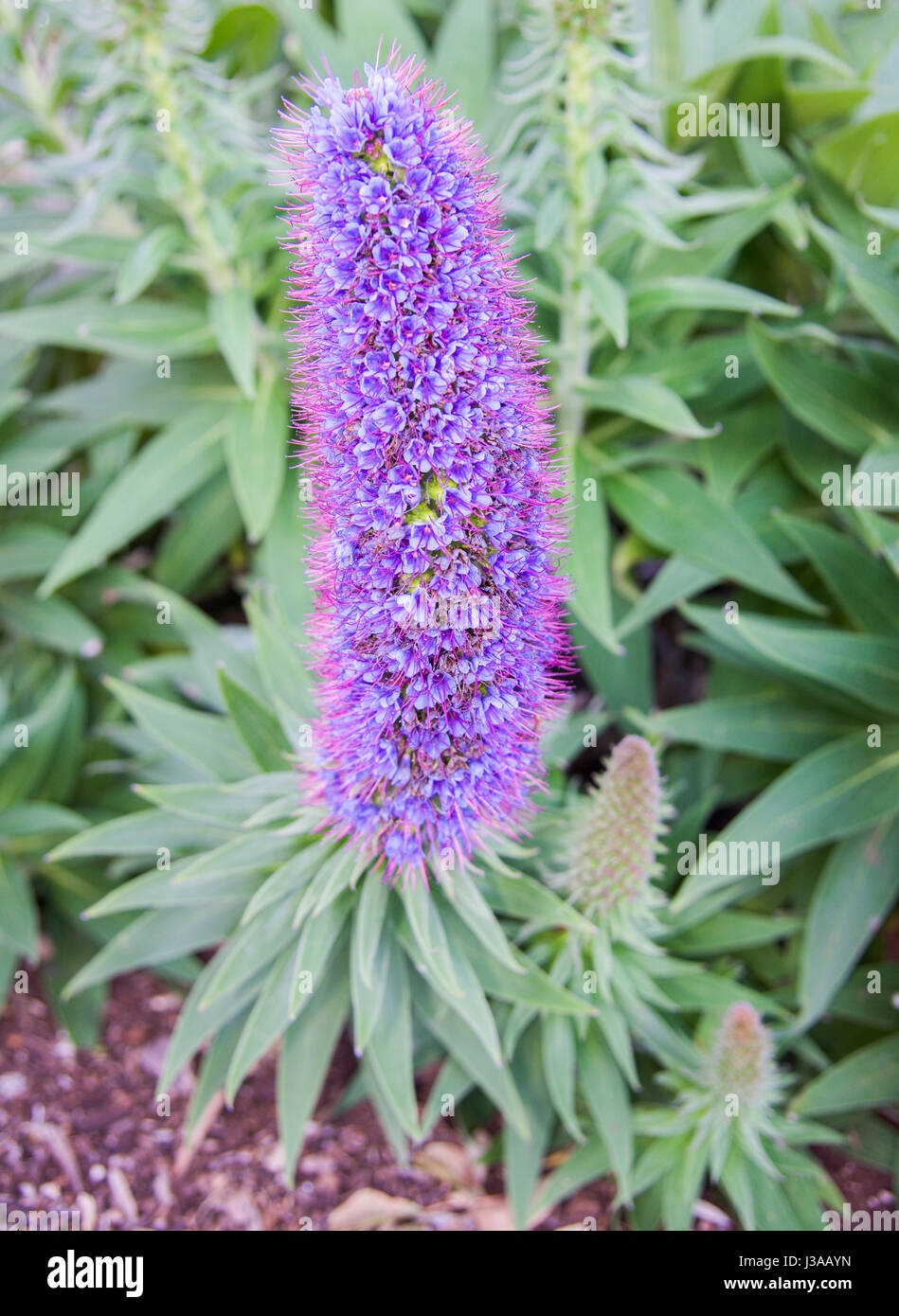 Purple Cone Shaped Flowers