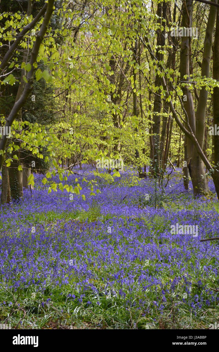 Bluebells in a Kent Woodland Stock Photo - Alamy