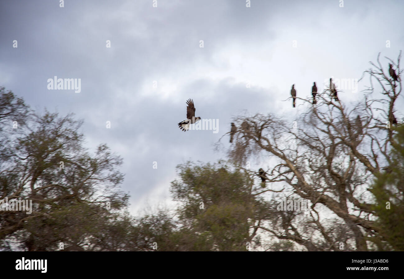 Black cockatoo in flight hi-res stock photography and images - Alamy