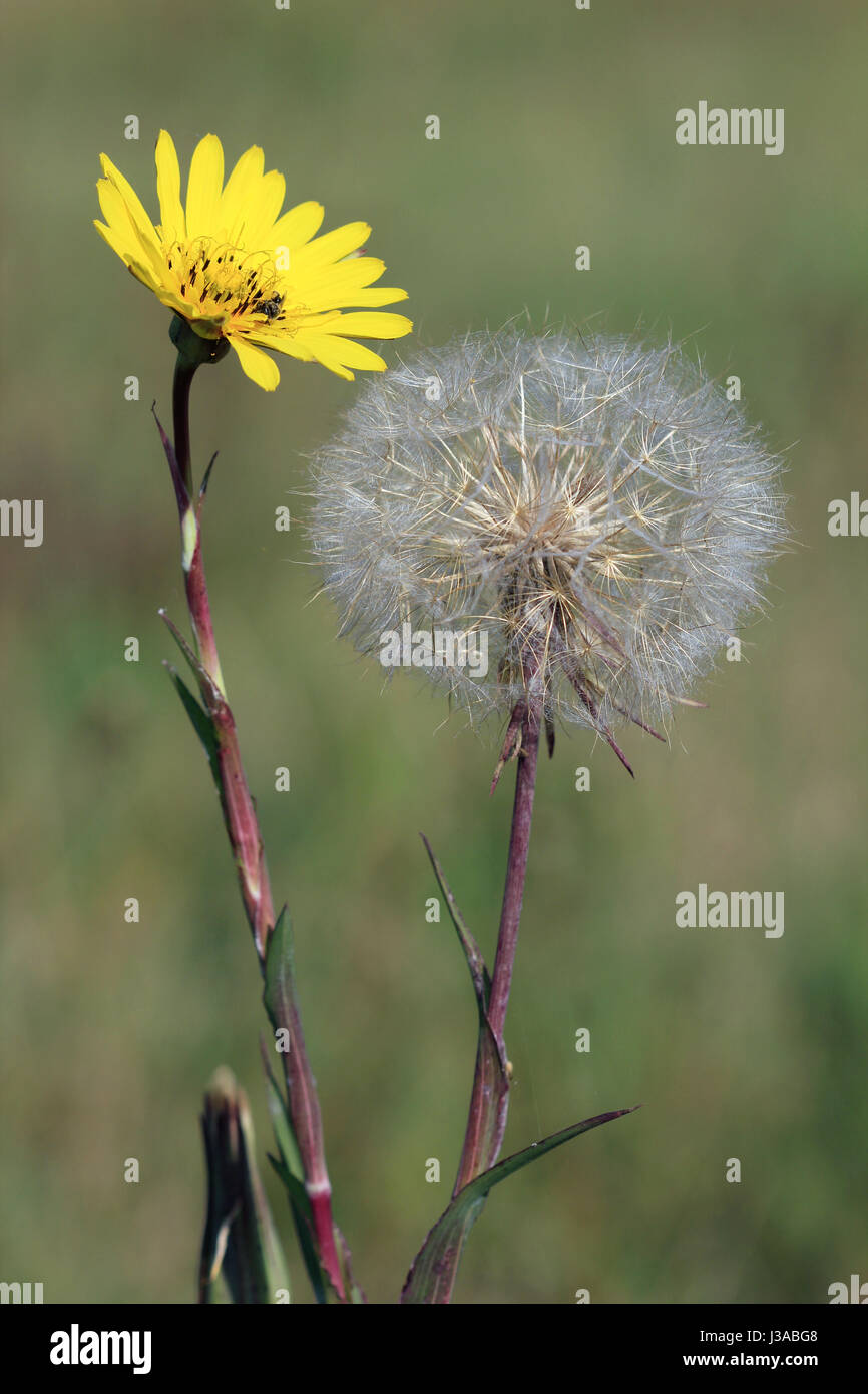 dandelion on meadow spring season Stock Photo - Alamy