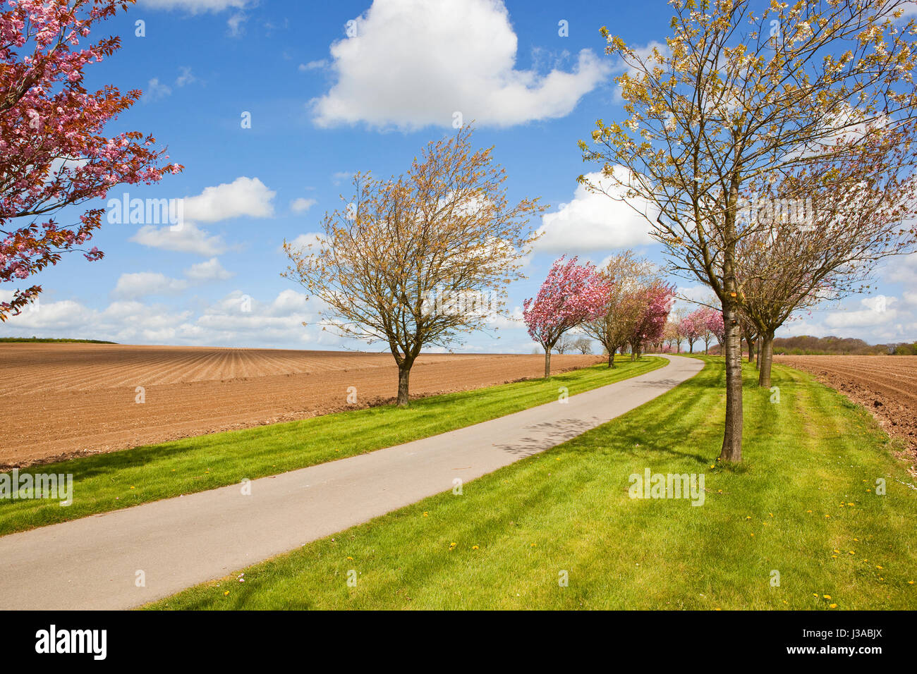 cherry trees in blossom along a farm track with cut grass verges under ...