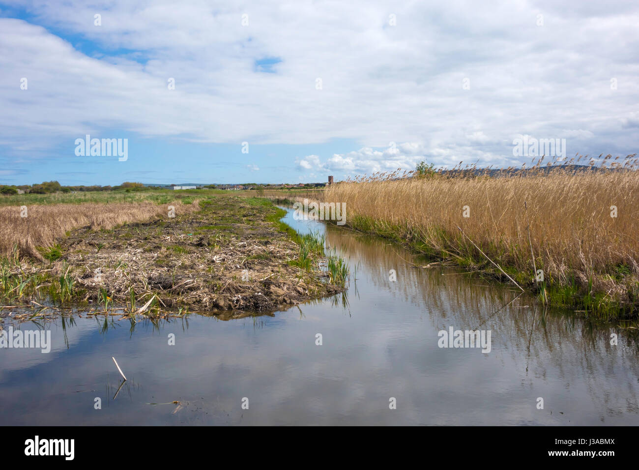 Redcar and cleveland wildlife hi-res stock photography and images - Alamy