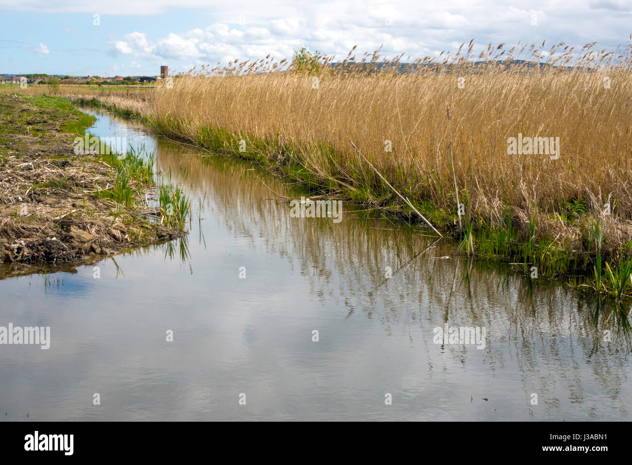 Redcar and cleveland wildlife hi-res stock photography and images - Alamy