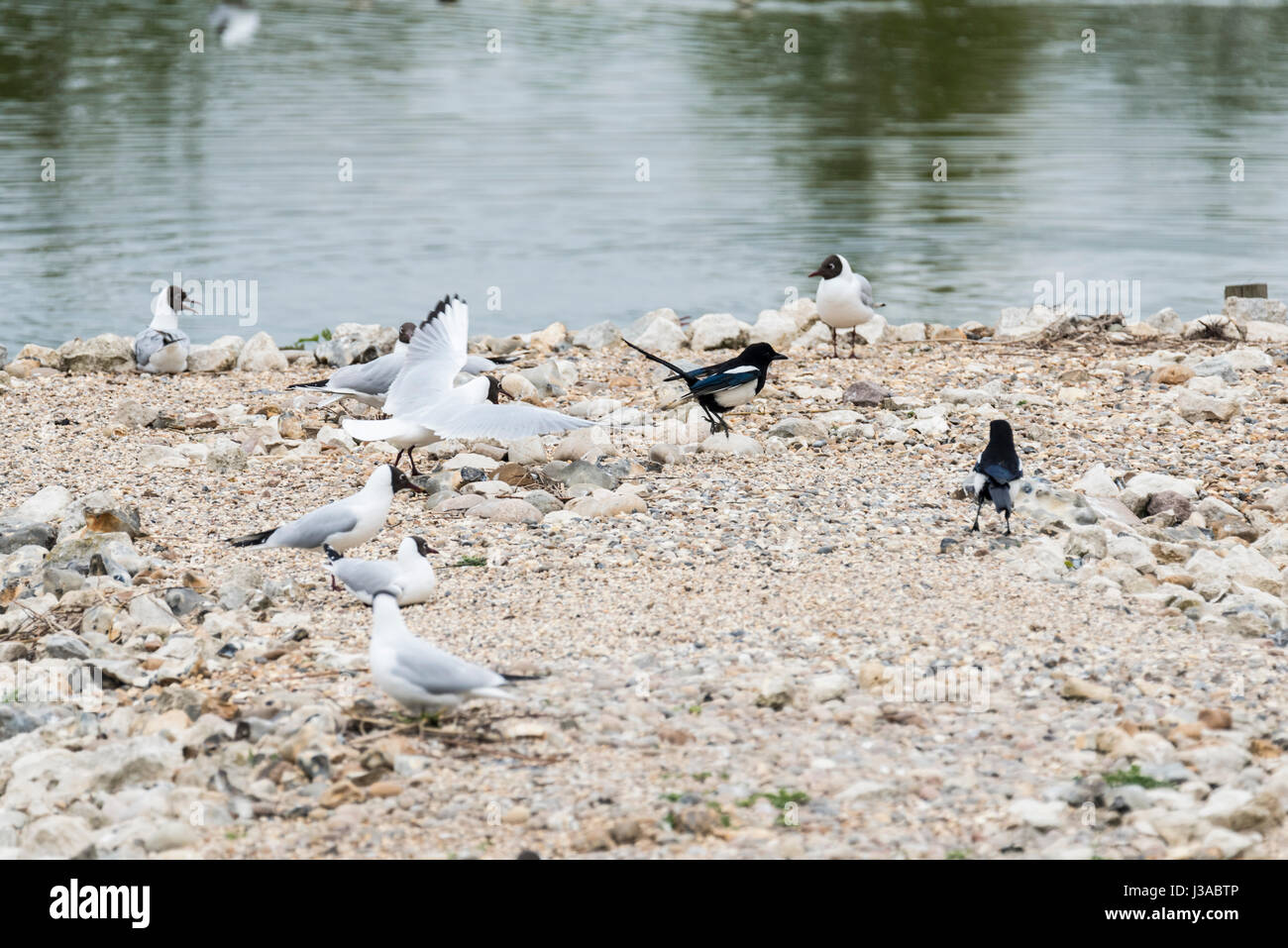 A Black-Head Gull (Chroicocephalus ridibundus) chasing off a Magpie ...