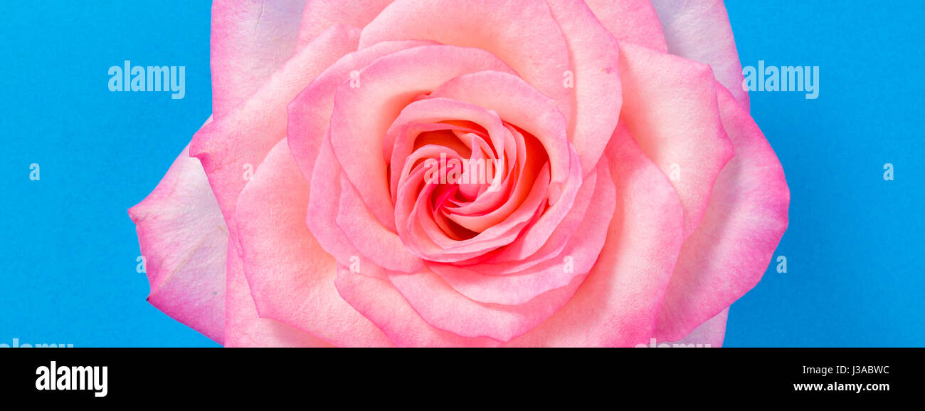 Pink rose flower on blue background Stock Photo - Alamy