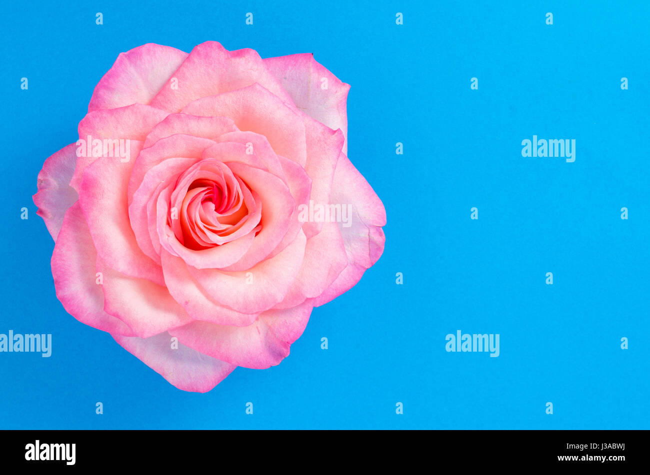 Pink rose flower on blue background Stock Photo - Alamy