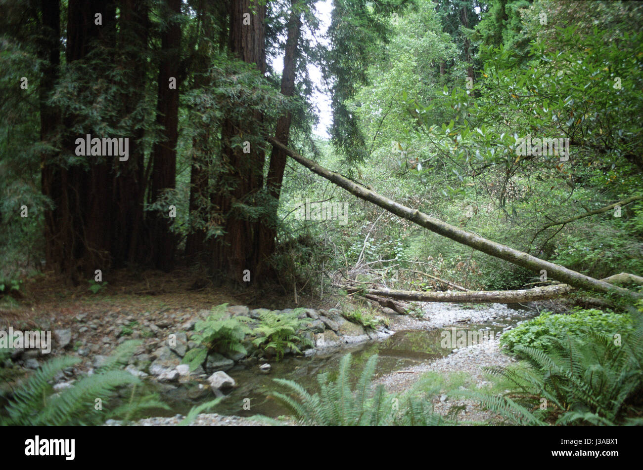 A stream flowing through the Redwoods Stock Photo - Alamy
