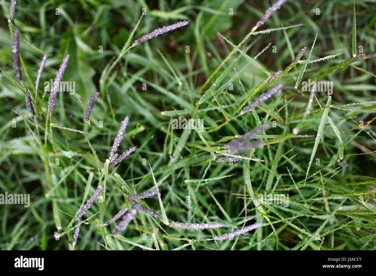 Fresh wet grass Stock Photo - Alamy