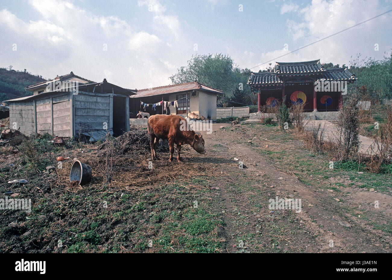 South Korean farm with cow, South Korea, Asia Stock Photo - Alamy