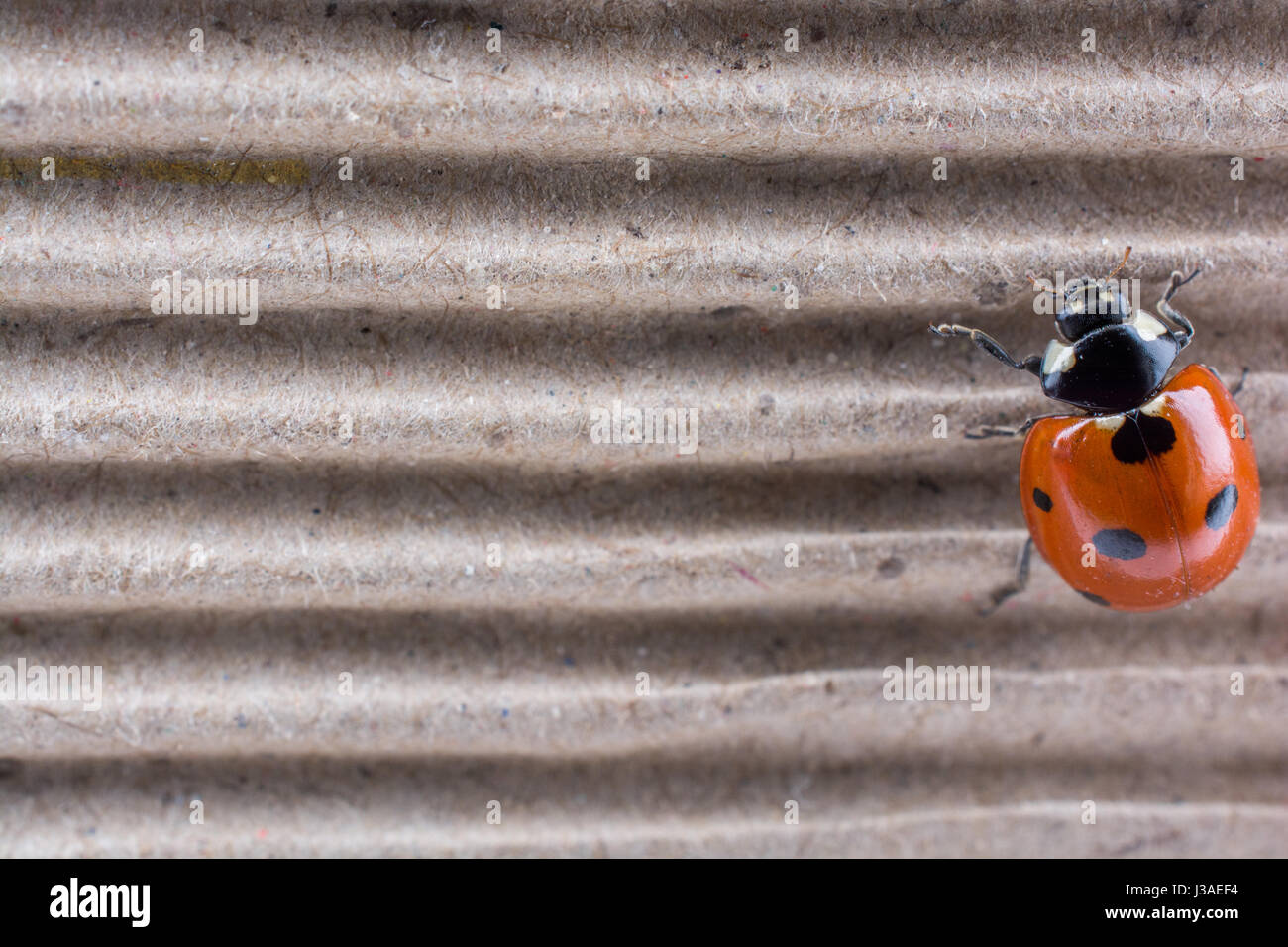 Beautiful photo of red ladybug walking on paper Stock Photo - Alamy
