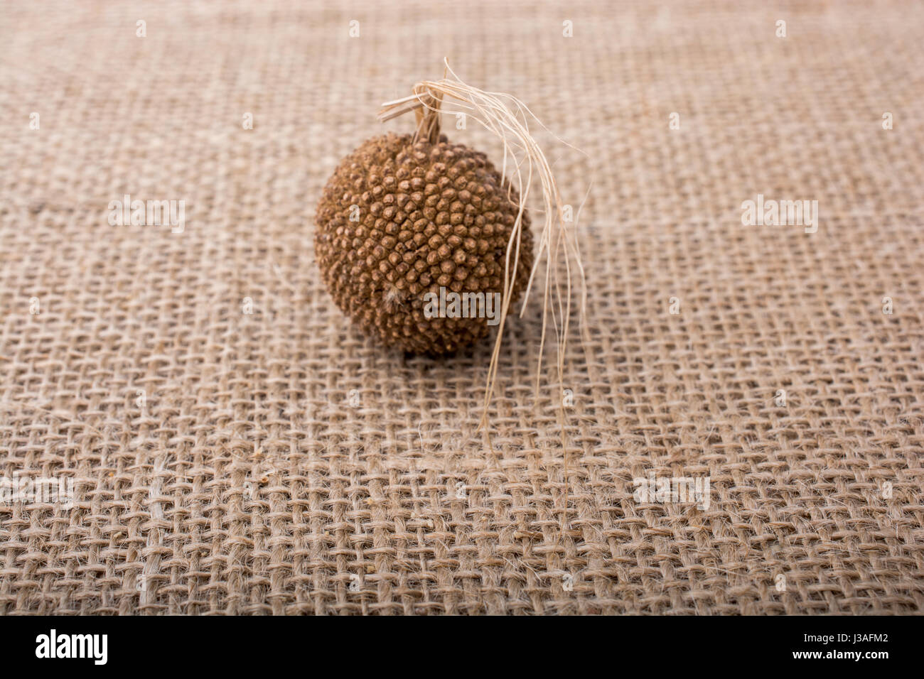 Brown pod or capsule on a linen canvas background Stock Photo - Alamy