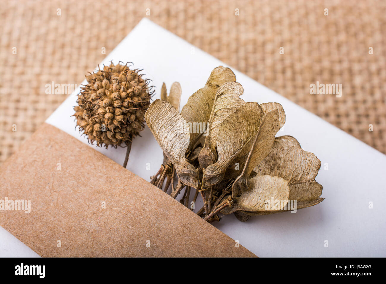 Brown pod or capsule on a linen canvas background Stock Photo - Alamy