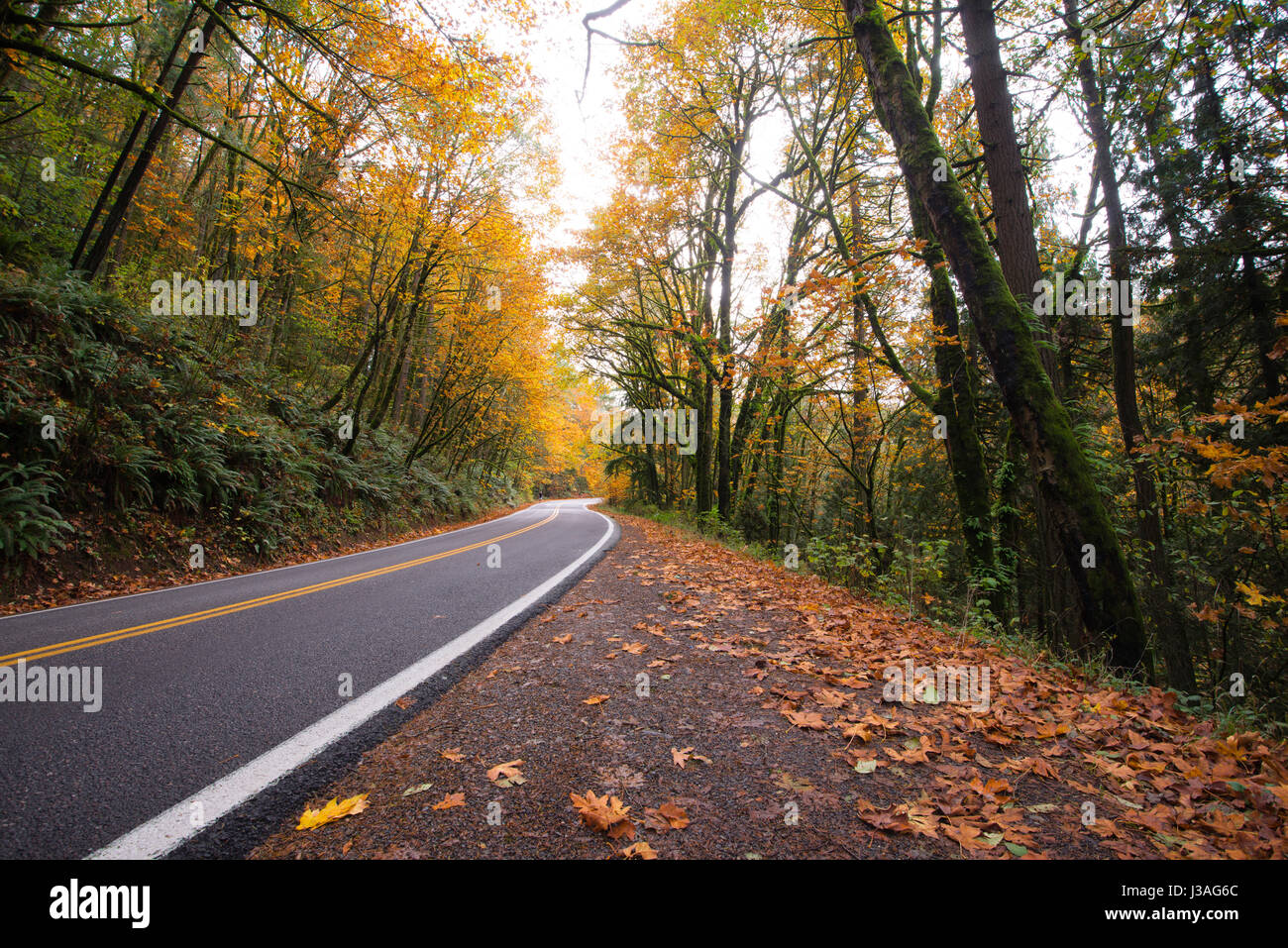 A winding road meandering through the picturesque autumn woods with ...