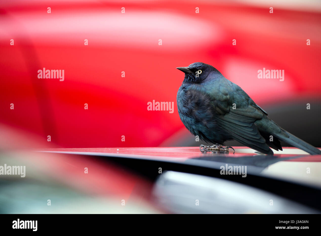 Little frightened bird with ruffled by the wind navy blue and emerald ...