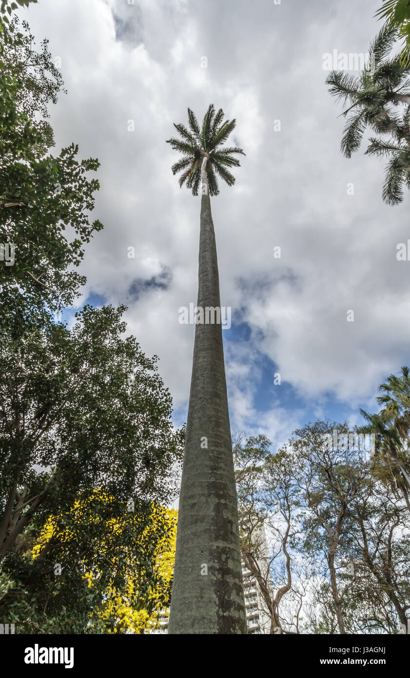 Honolulu Hawaii Feb. 16, 2017 Foster Botanical Gardens in Honolulu ...