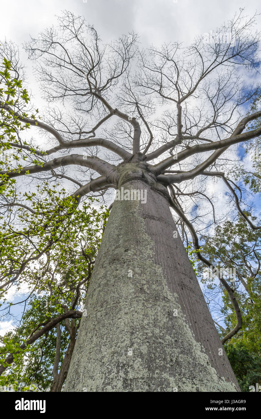 Giant kapok tree hi-res stock photography and images - Alamy