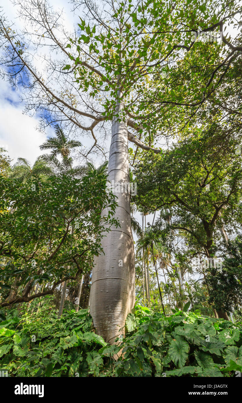 Quipo hi-res stock photography and images - Alamy