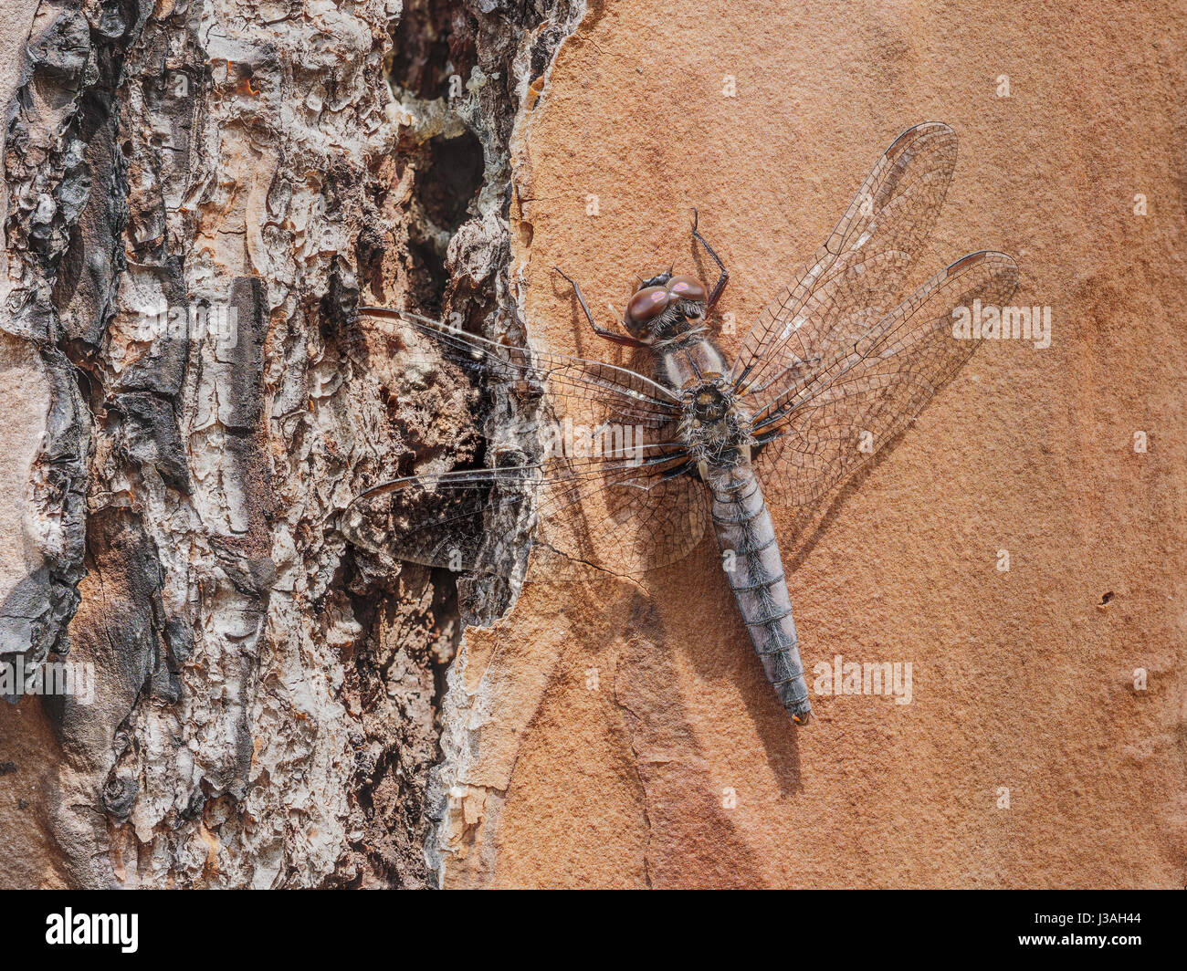 Blue Corporal Dragonfly