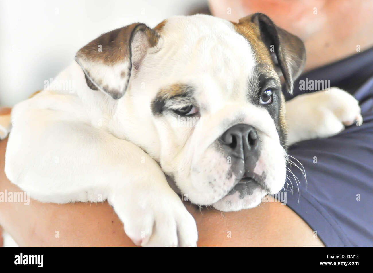 young bulldog and a man Stock Photo - Alamy