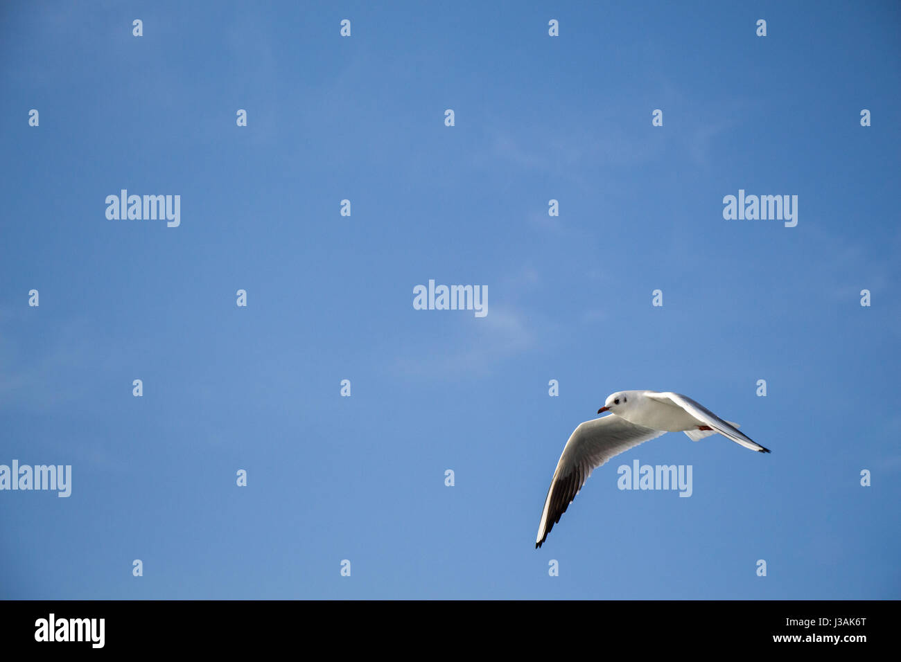Seagull flying in blue sky over the sea waters Stock Photo - Alamy