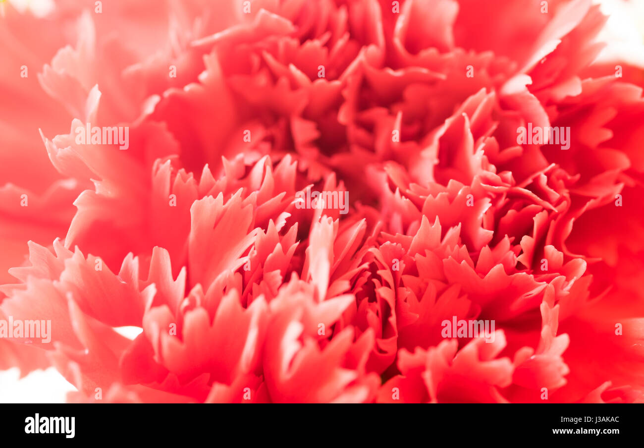Close up macro pink carnation flower. Vintage style Stock Photo - Alamy