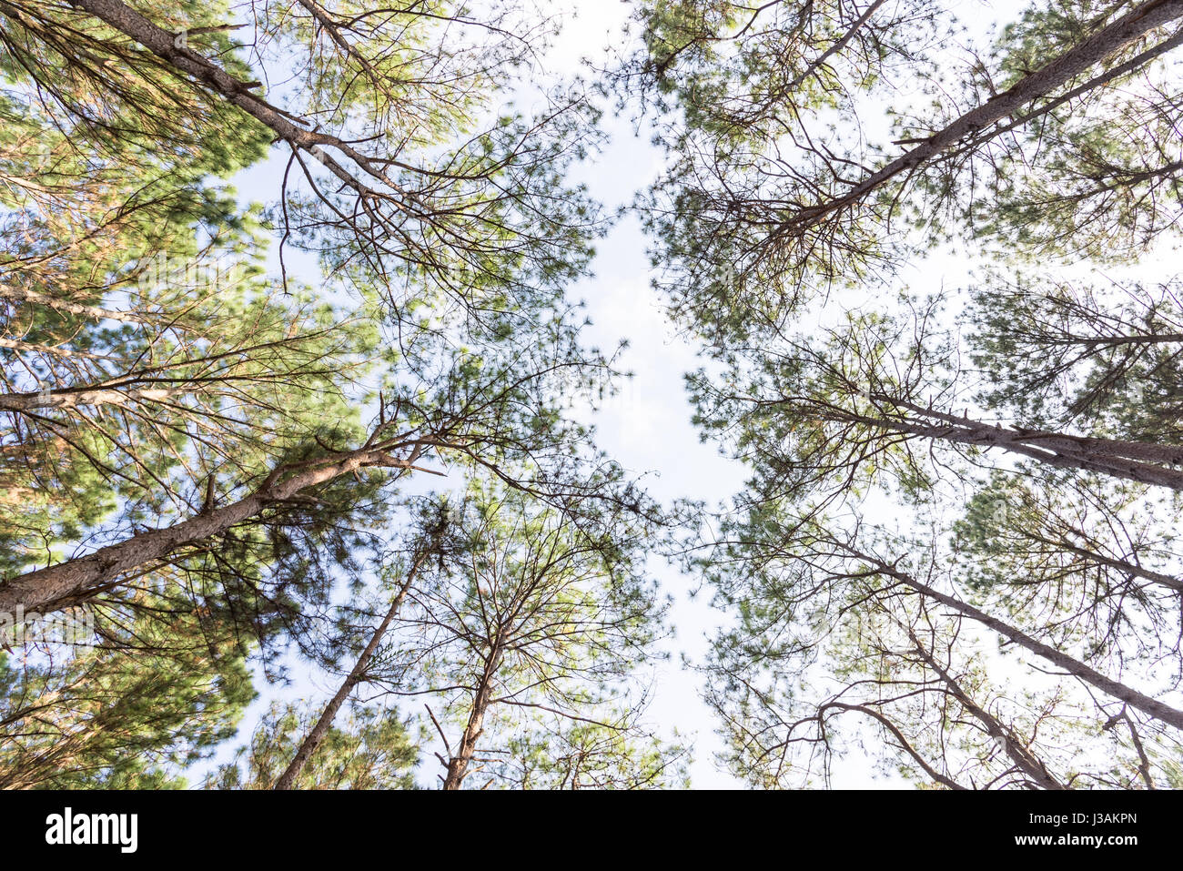 Worm's-eye view of pine tree forest Stock Photo - Alamy