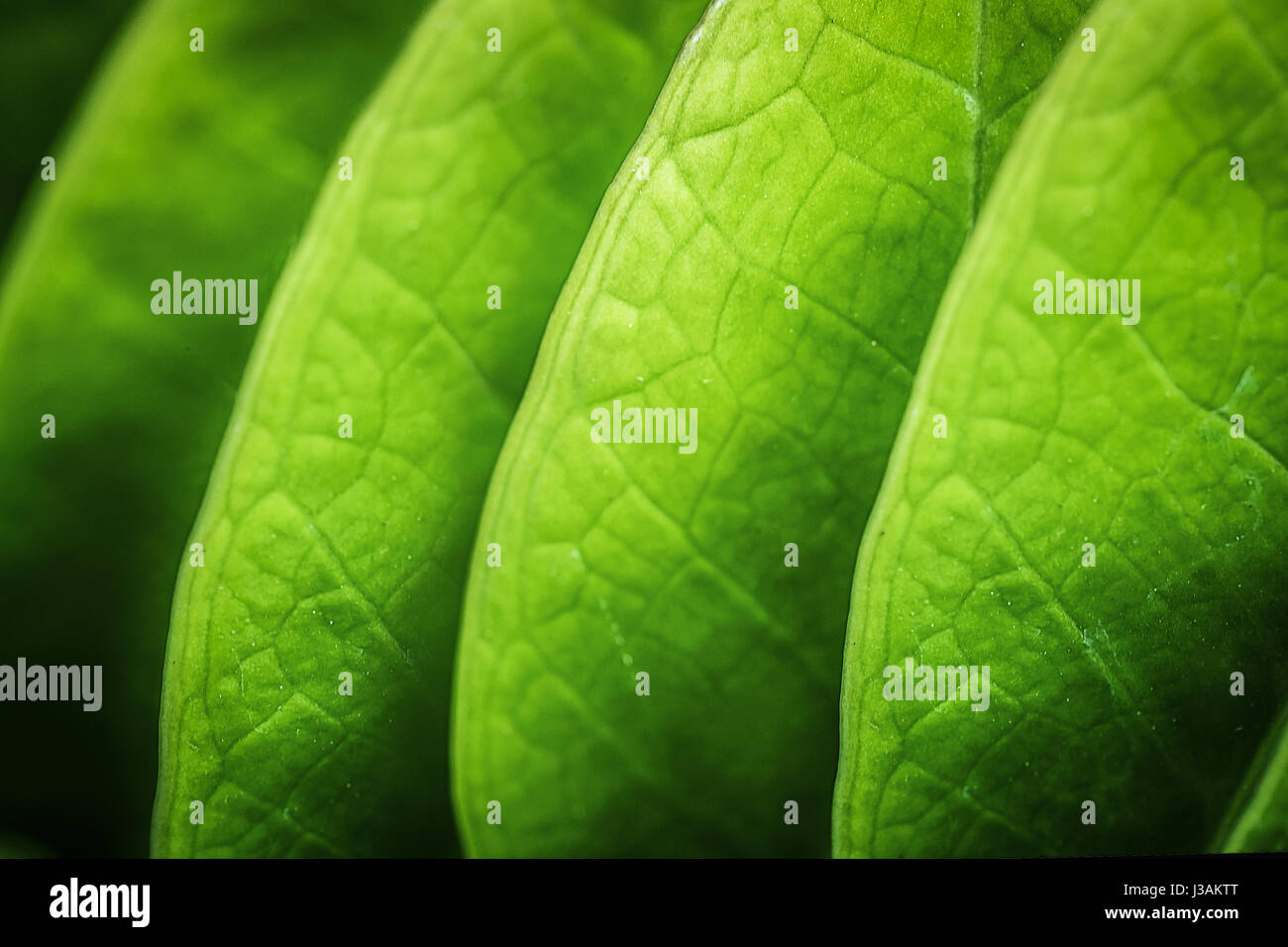 Abstract of leave natural background Stock Photo - Alamy