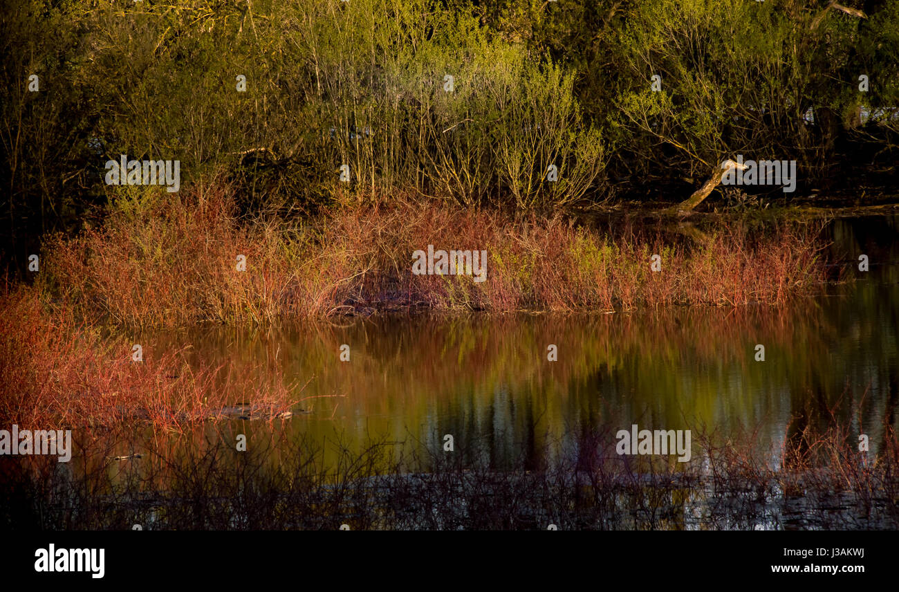 Tree marsh hi-res stock photography and images - Alamy