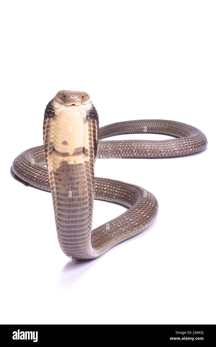 King Cobra Beer Tattoo