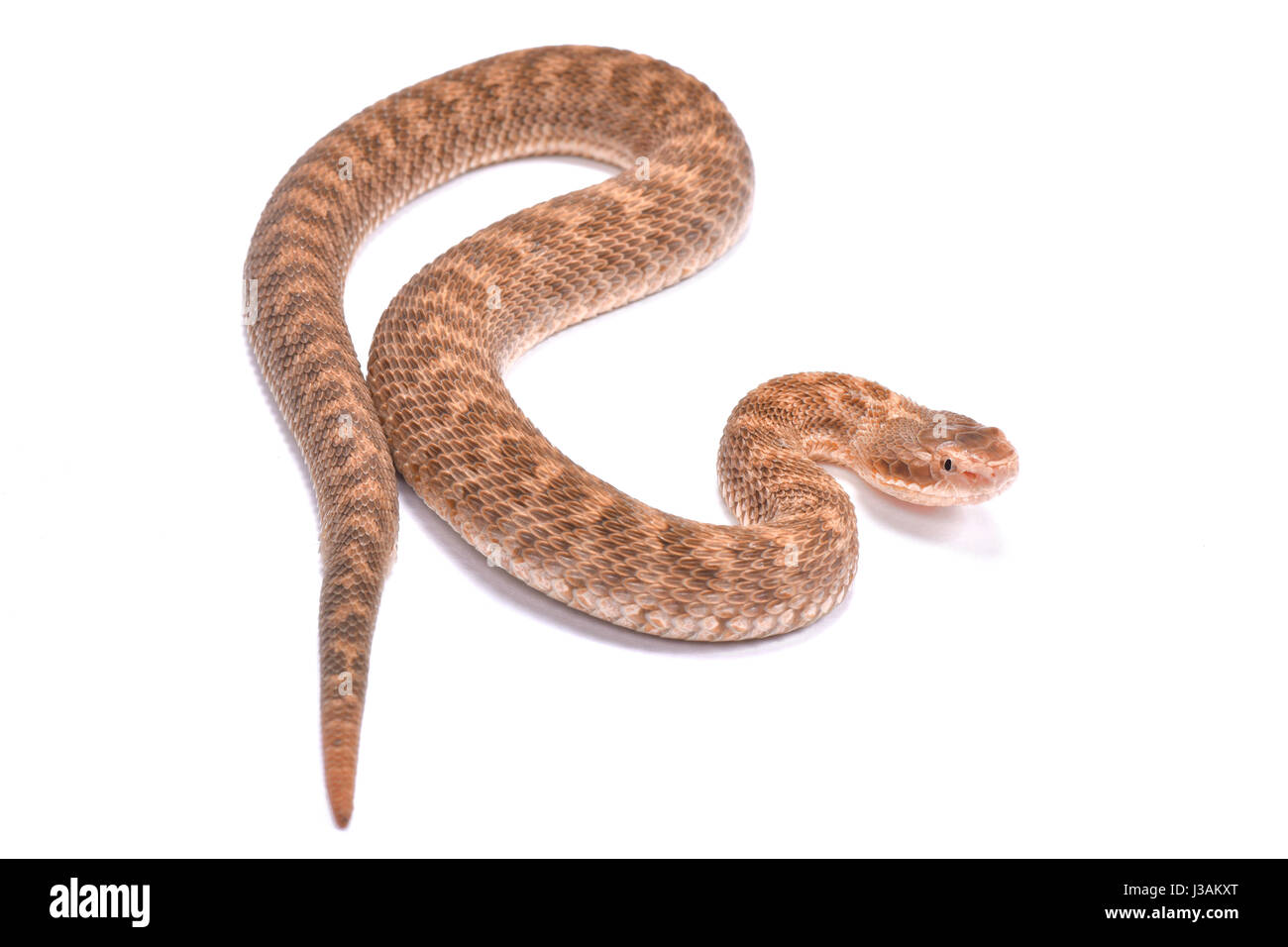 Short tailed viper hi-res stock photography and images - Alamy