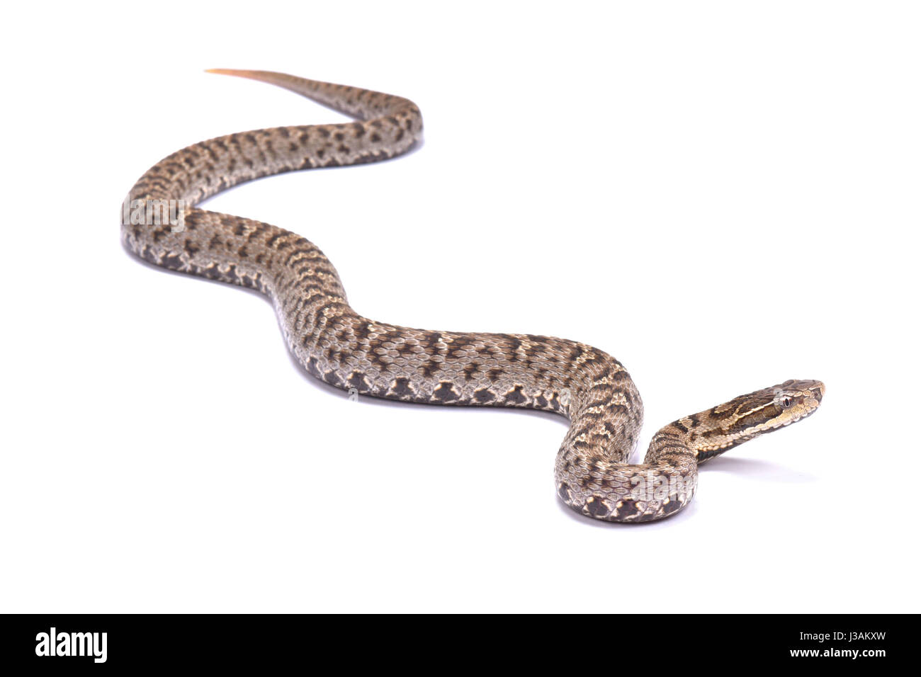 Short tailed viper Cut Out Stock Images & Pictures - Alamy