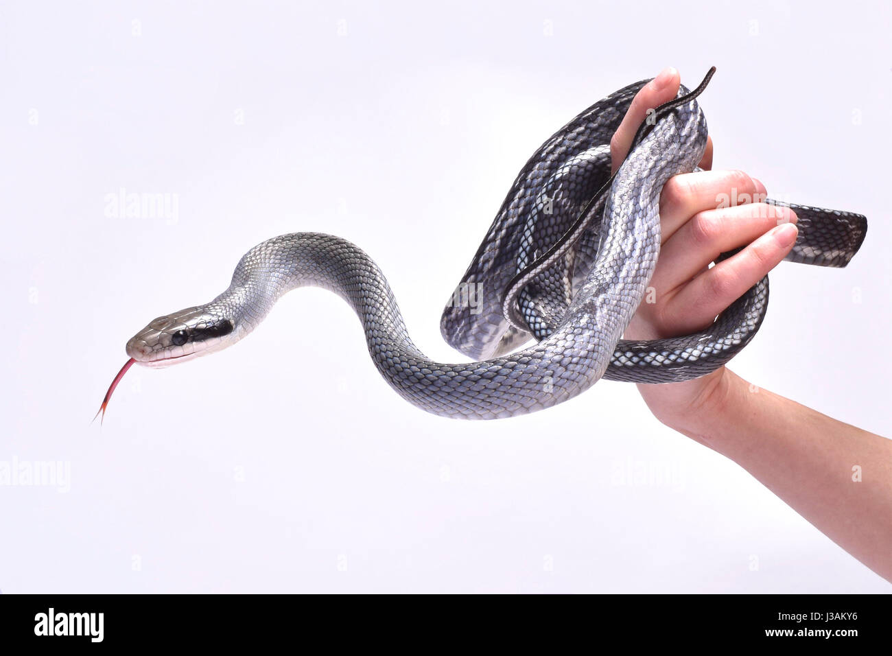 Blue beauty rat snake (Orthriophis taeniurus Stock Photo - Alamy